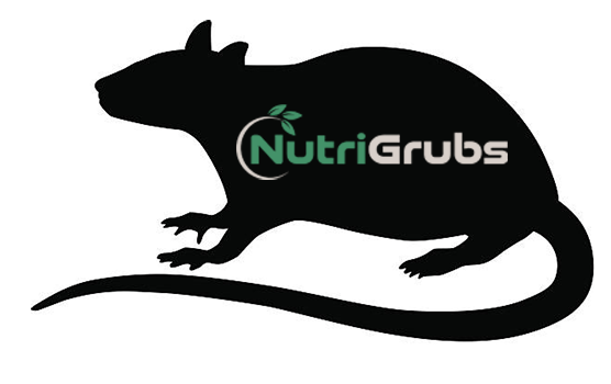 Frozen Rats - Wean (30-40g) – NutriGrubs
