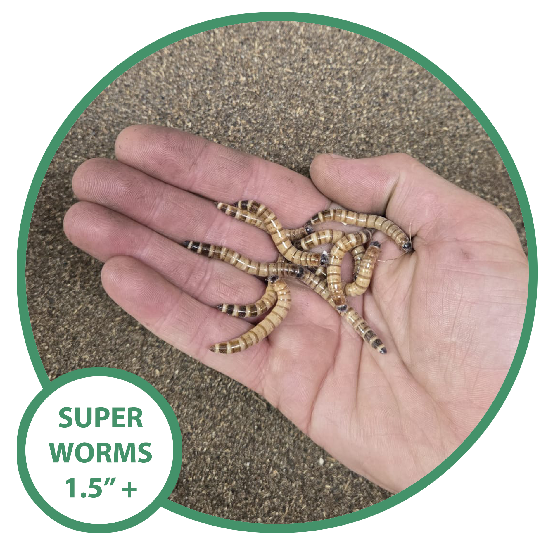 Superworms – NutriGrubs